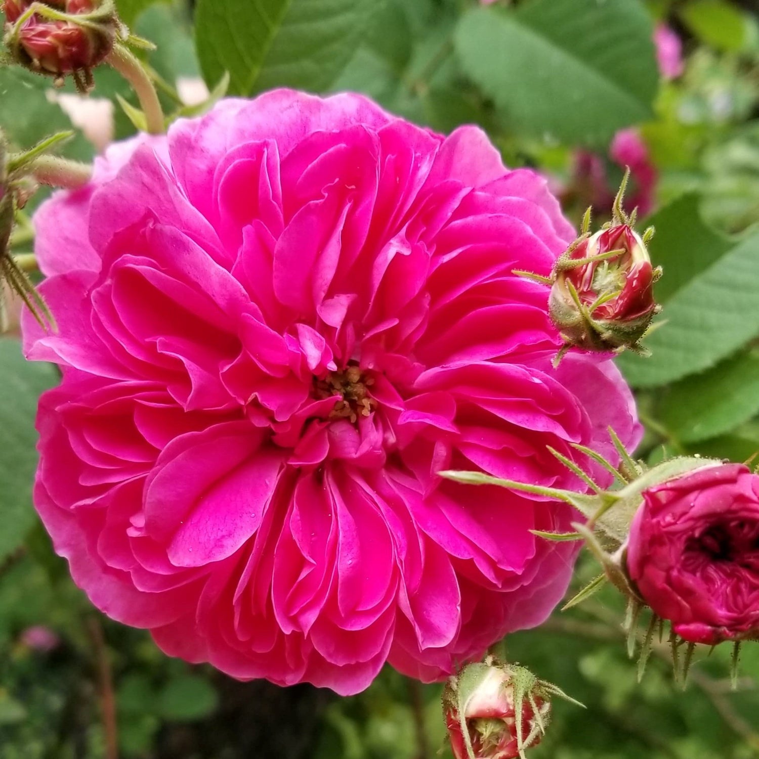 The Legend of the Milford Rose – Kilted Suds